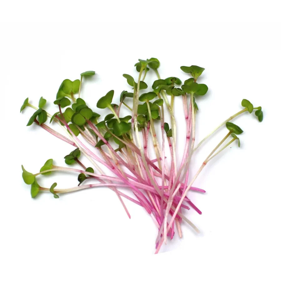 Radish (Pink stems) - The Local Farmer